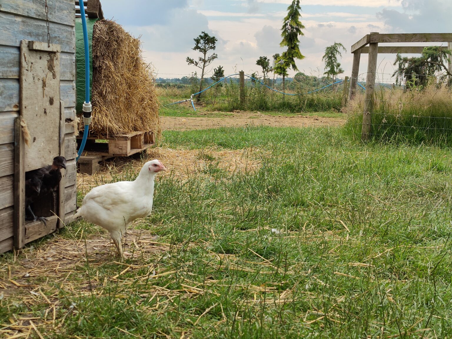 Organic chicken vs non-organic: what's the difference? | Sustainable food