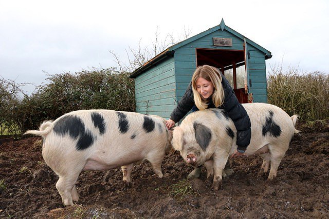 Raising a pig for slaughter: could you rear pigs for pork ...