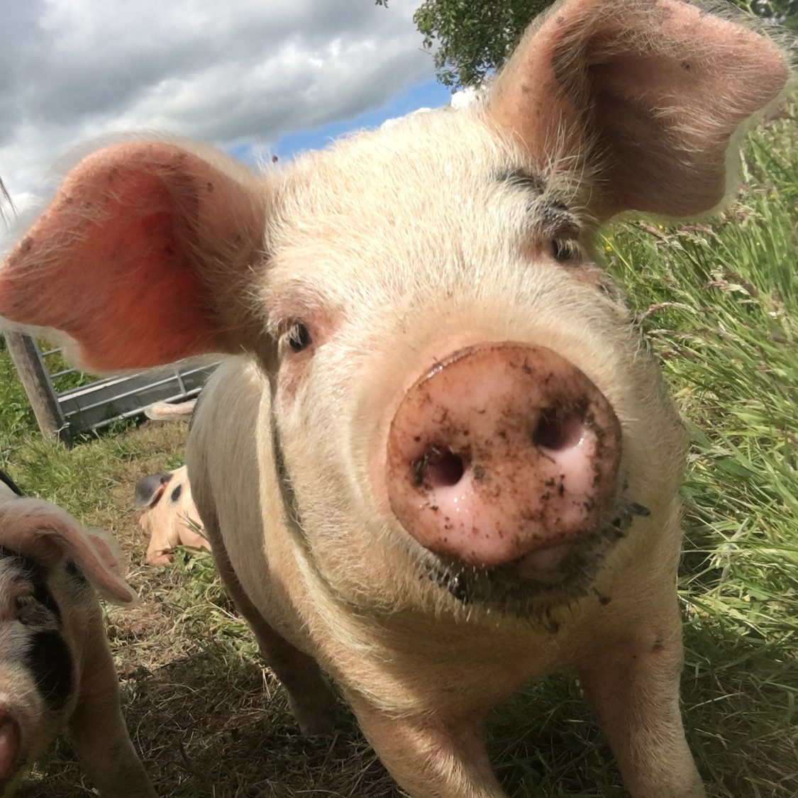 Raising a pig for slaughter: could you rear pigs for pork ...
