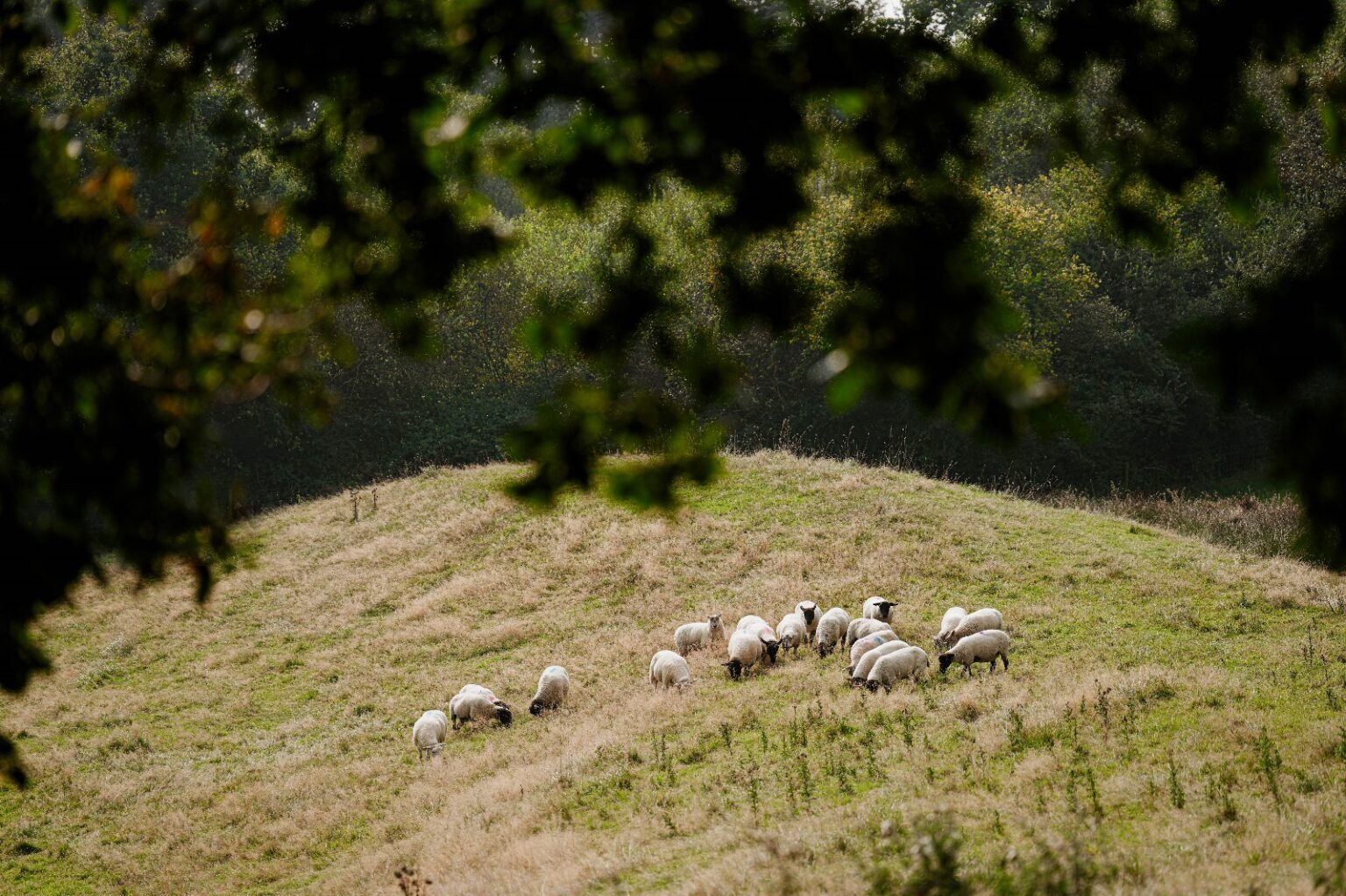 Why British Hogget trumps Spring Lamb this Easter