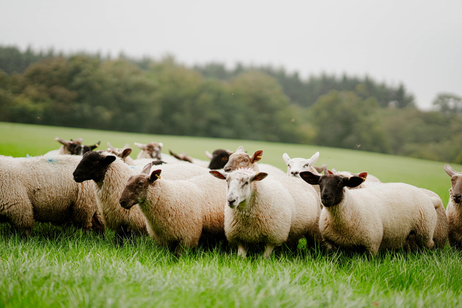Beacon Farms | Sustainable British Produce | UK delivery