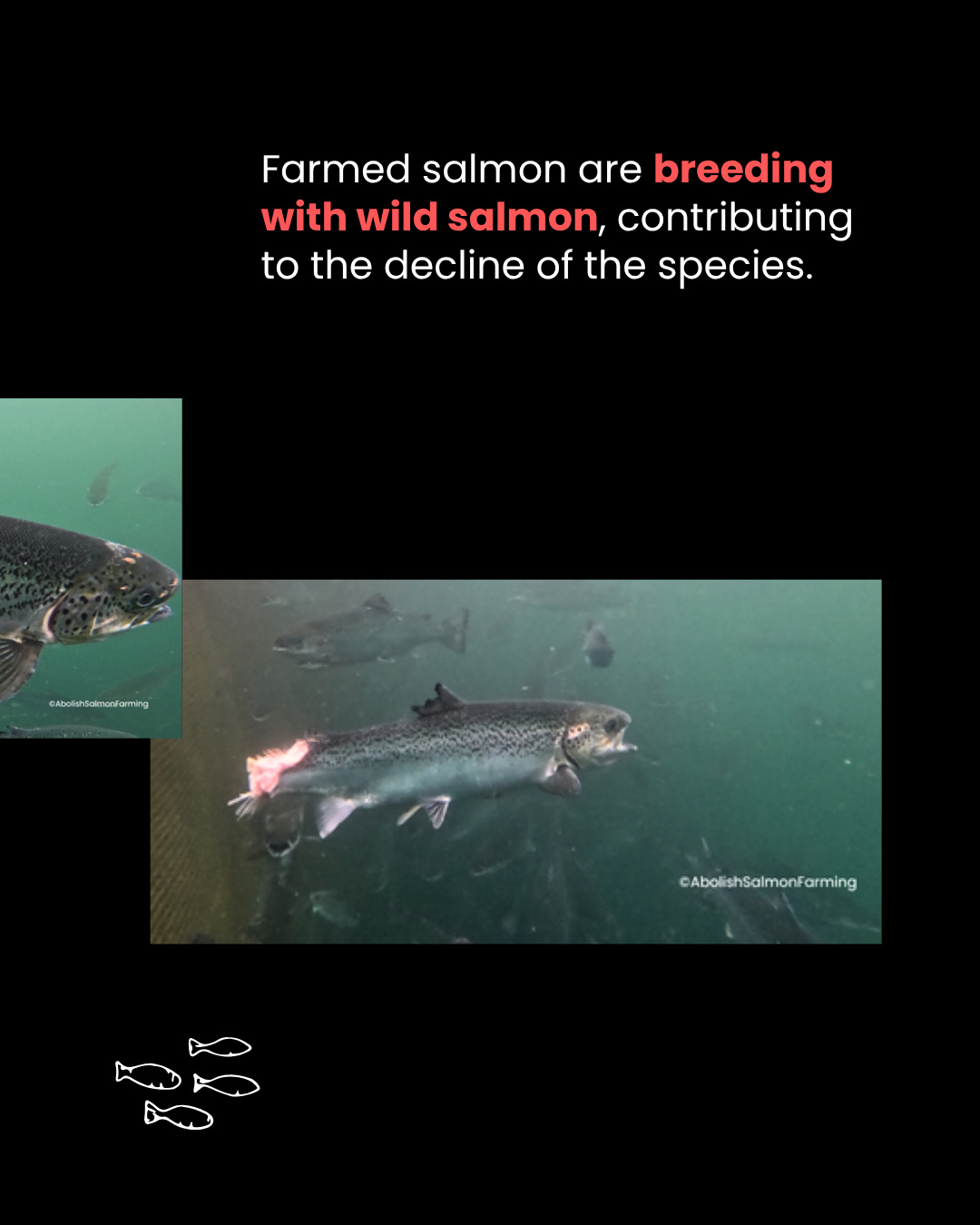 Farmed salmon: deeper issues of farmed fish industry revealed