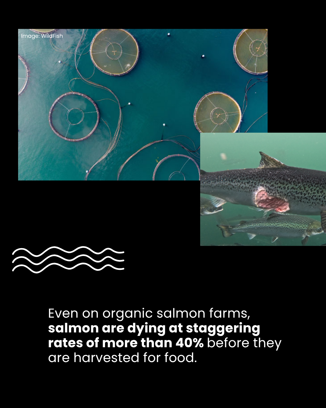 Exposing organic salmon: deeper issues of farmed fish industry revealed